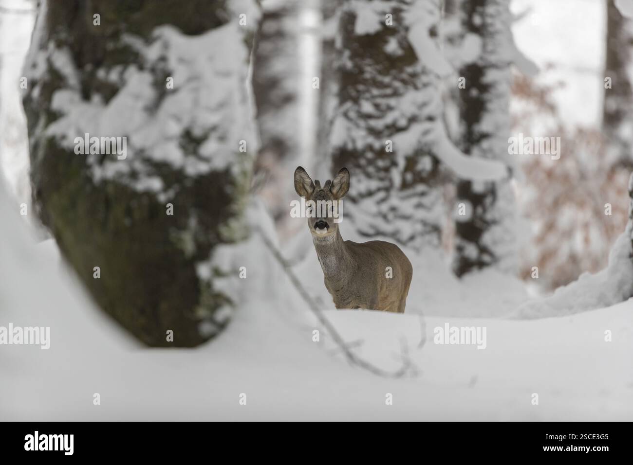 One young male Roe Deer, Roe buck (Capreolus capreolus), walking ...