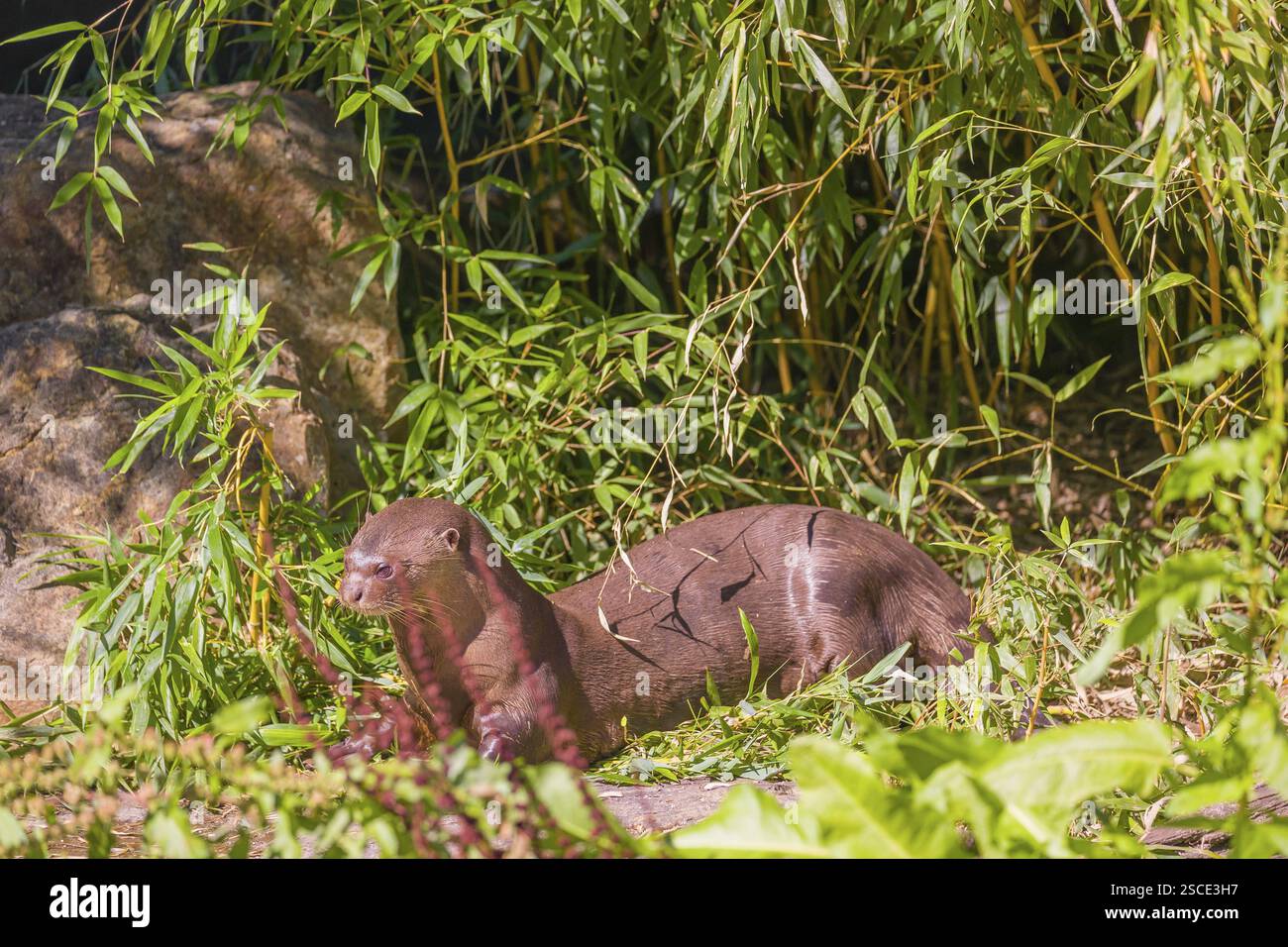 A giant otter or giant river otter (Pteronura brasiliensis) plays with ...