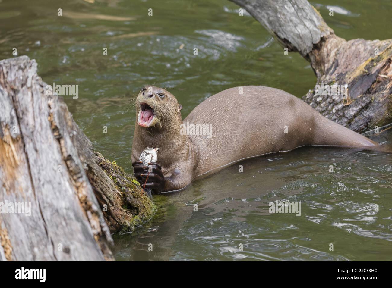 A giant otter or giant river otter (Pteronura brasiliensis) rests on a rotten log and eats a ...