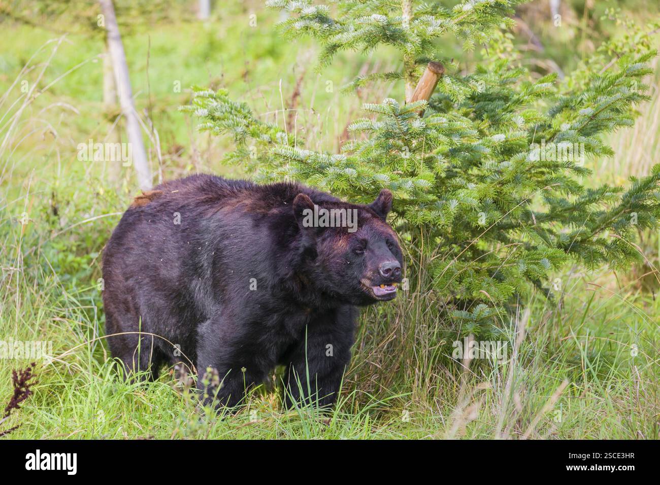 An American black bear (Ursus americanus), black bear or baribal stands ...