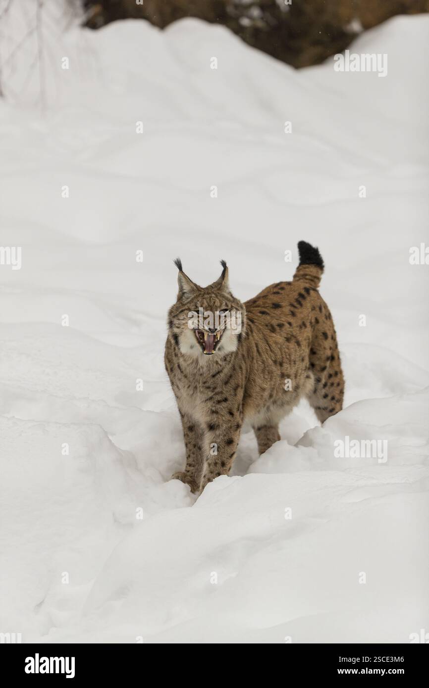 One Eurasian lynx, (Lynx lynx), walking over a snow covered opening in ...