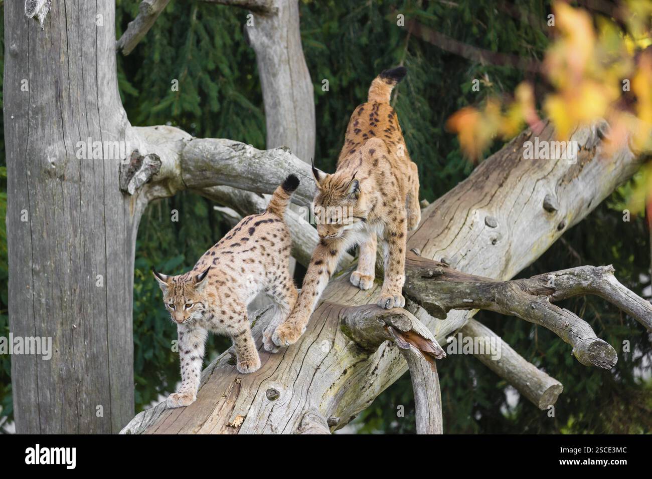 Two Eurasian lynx, (Lynx lynx), walk on a fallen tree. Frontal view ...