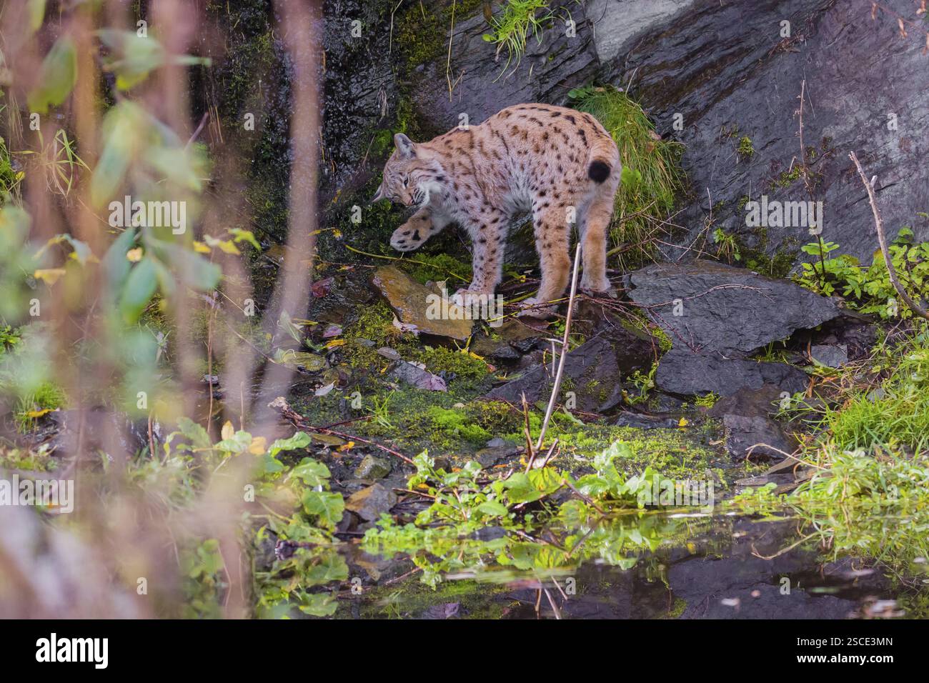 A Eurasian lynx, (Lynx lynx) stands at a very small cascade, taking a ...