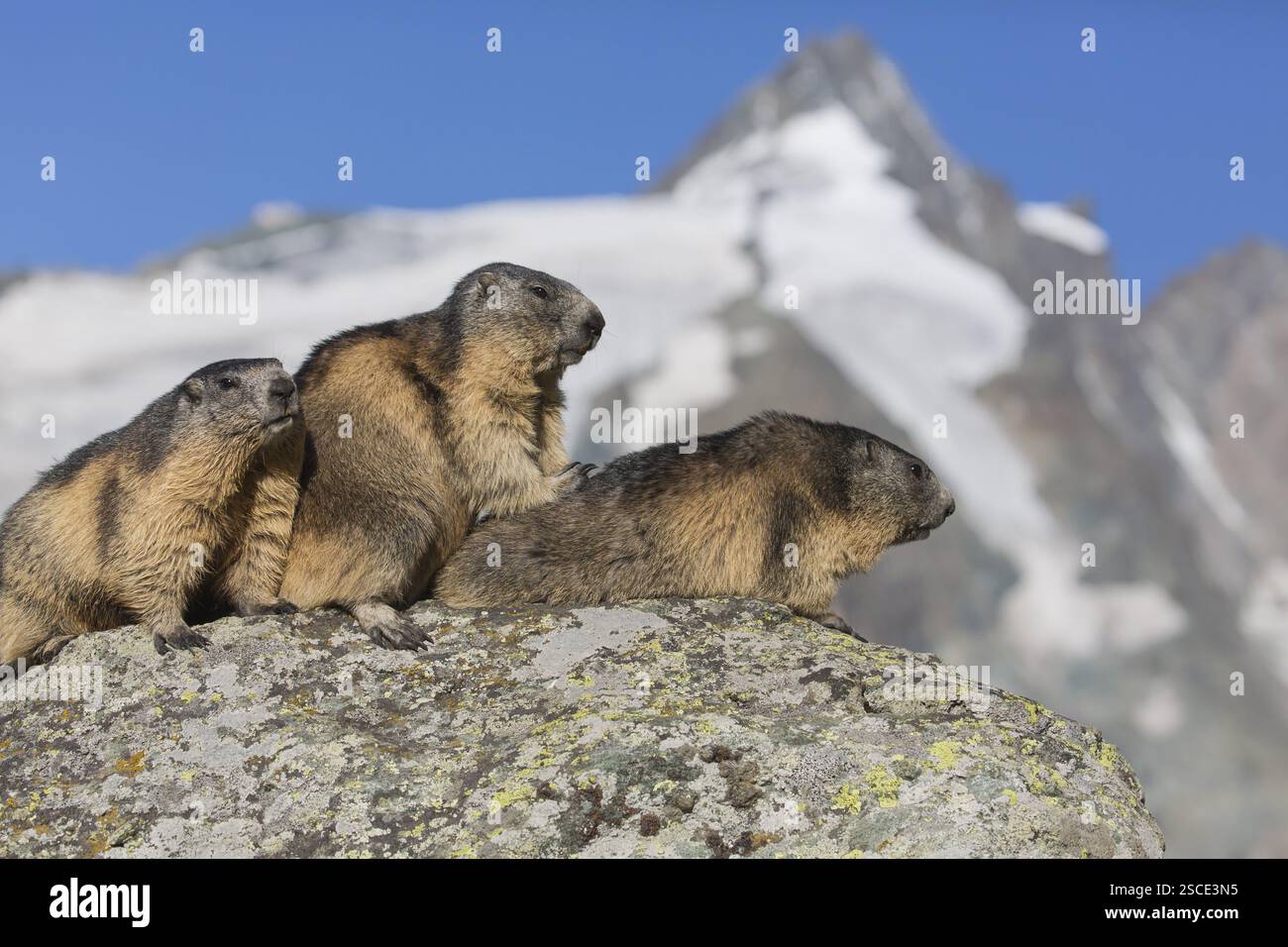 Three adult Alpine Marmot, Marmota marmota, sitting in front of the Grossglockner mountain in ...