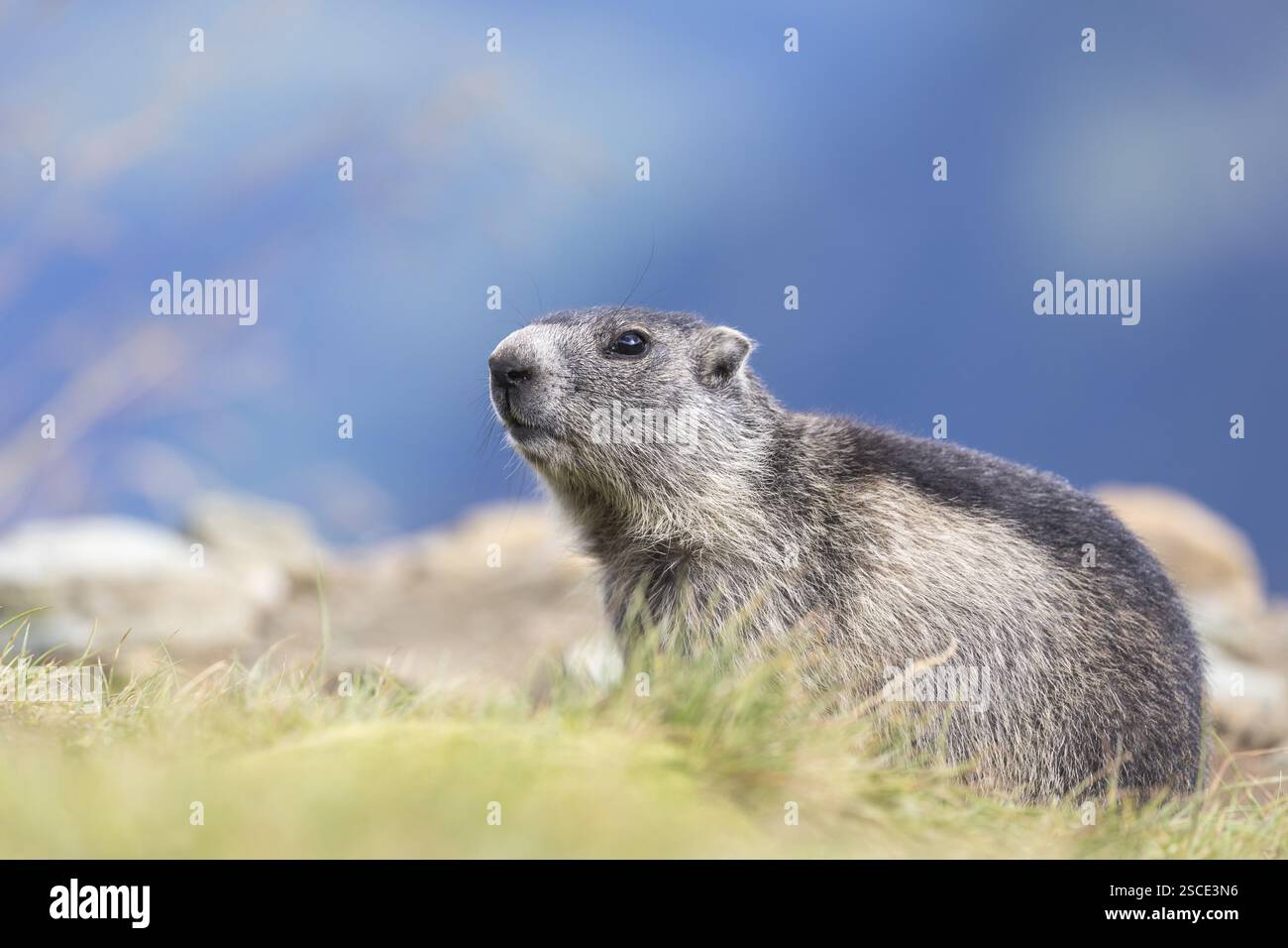 One Alpine Marmot, Marmota marmota, standing in tall grass. Side view ...
