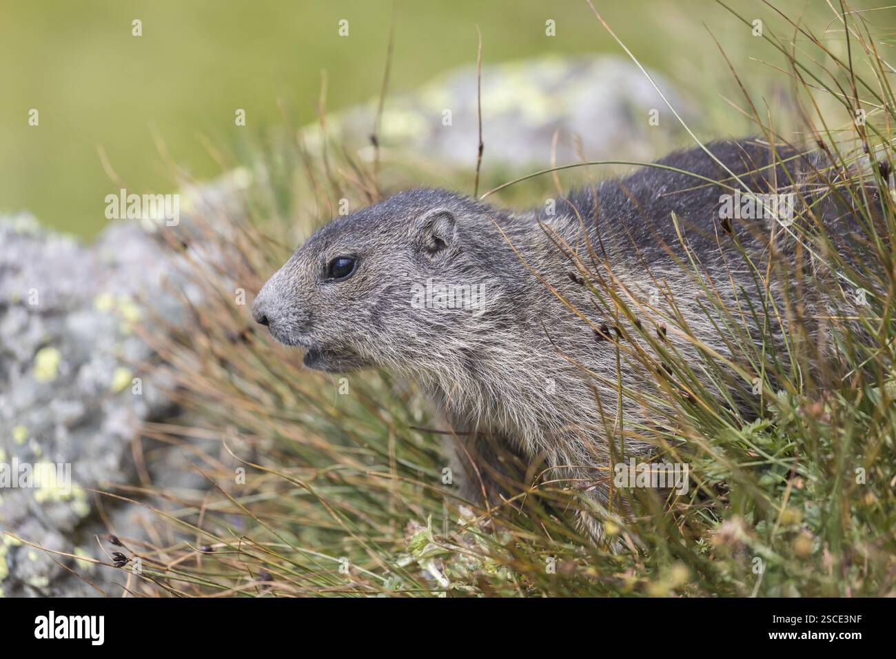 One young Alpine Marmot, Marmota marmota, standing in high green grass ...