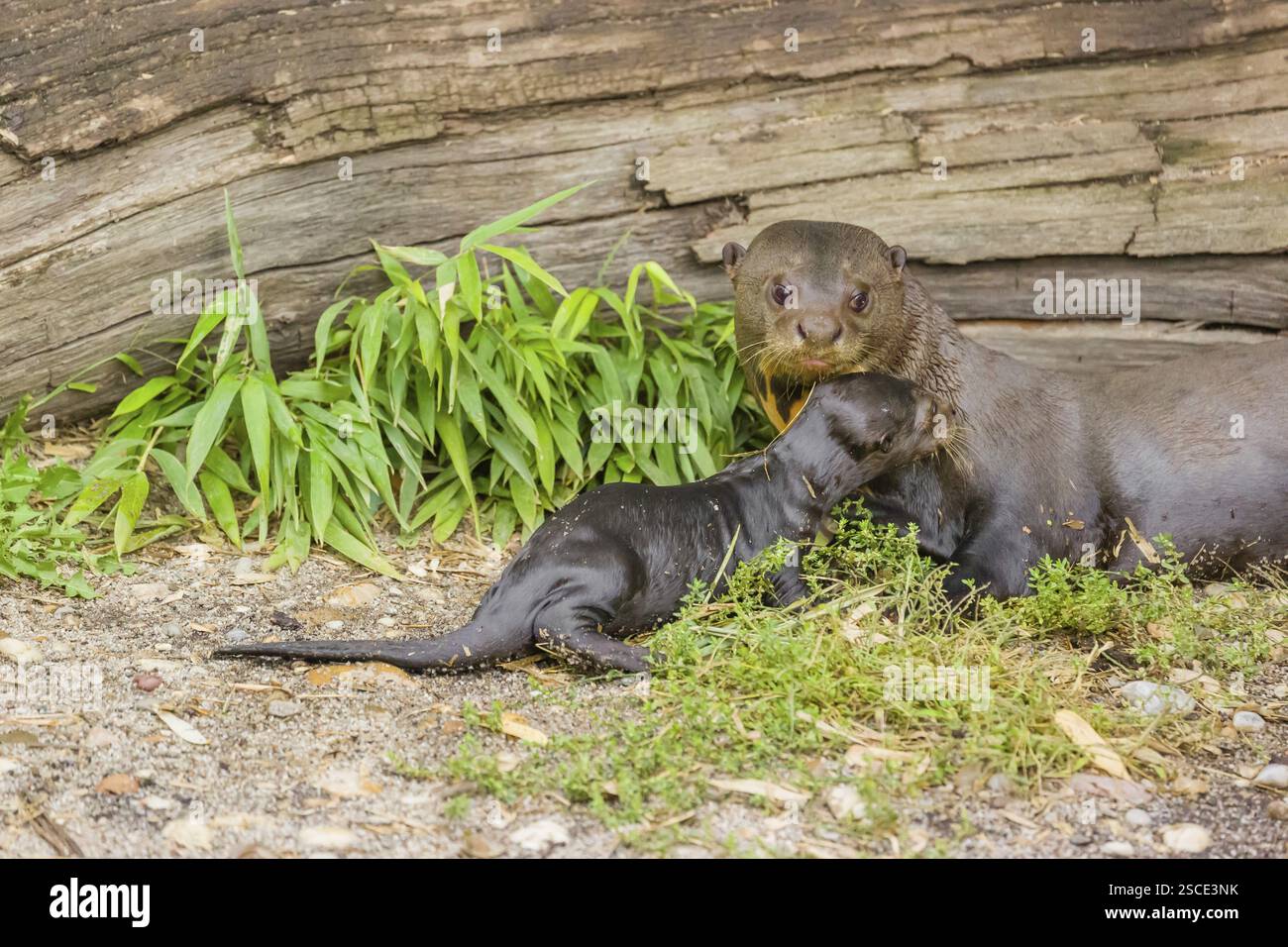 A two-year-old giant otter or giant river otter (Pteronura brasiliensis ...