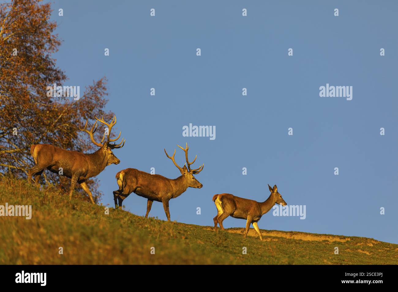 Two Red Deer stags (Cervus elaphus) and a doe walking along a hill ...