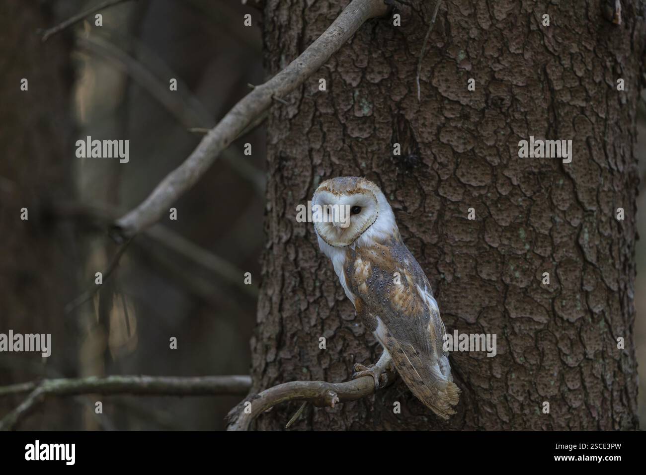 One barn owl (Tyto alba) sitting on a twig of a pine tree in late ...
