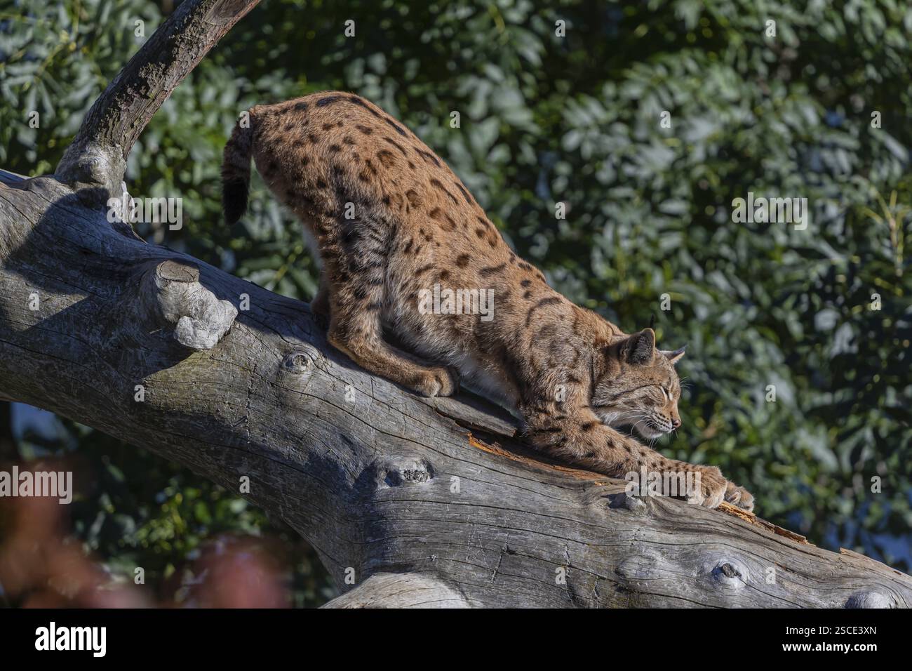 One Eurasian lynx, (Lynx lynx), walking down a fallen tree. Side view ...