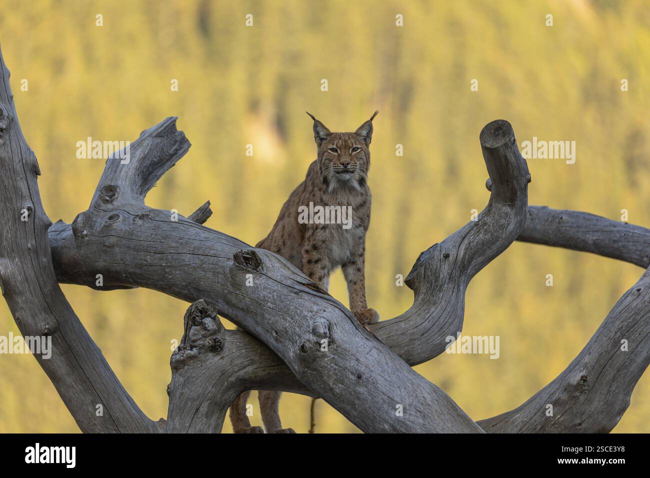 One Eurasian lynx, (Lynx lynx), standing high up on a dead tree ...