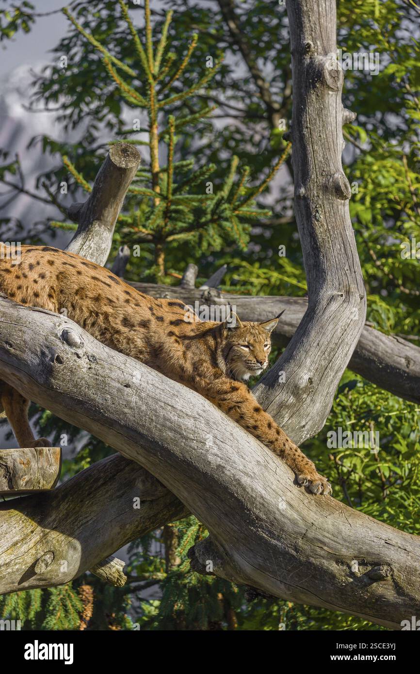 One Eurasian lynx, (Lynx lynx), doing some stretching high up on a dead ...