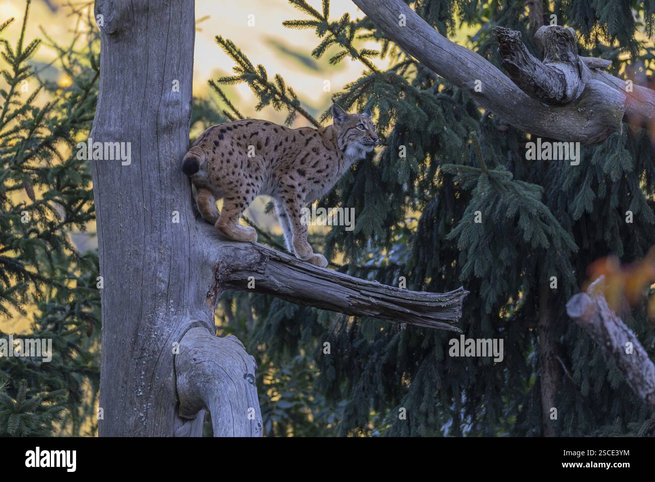 One Eurasian lynx, (Lynx lynx), walking on a fallen tree. Side view ...