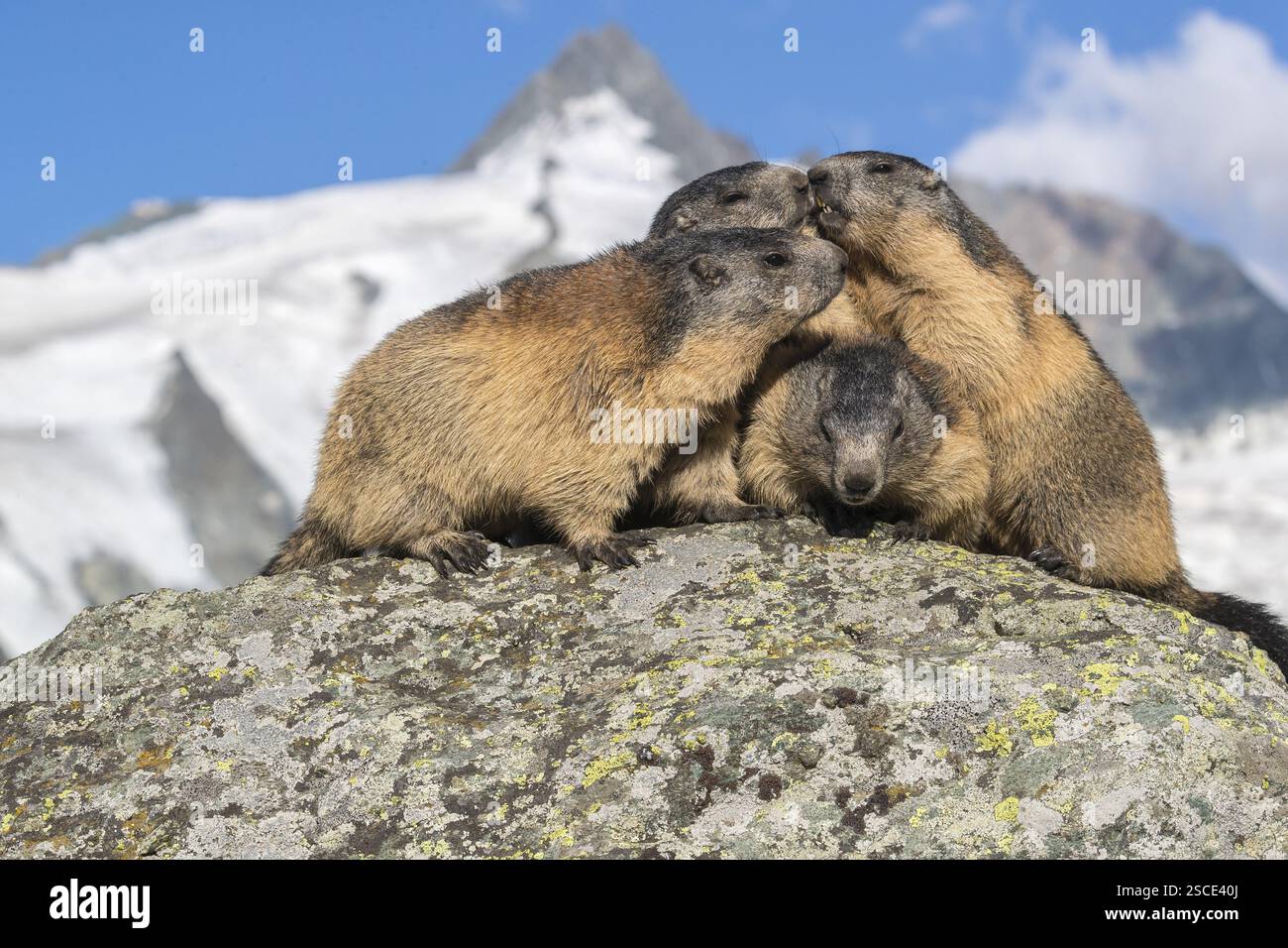 Group of Alpine Marmots, Marmota marmota, sideview portrait in early ...