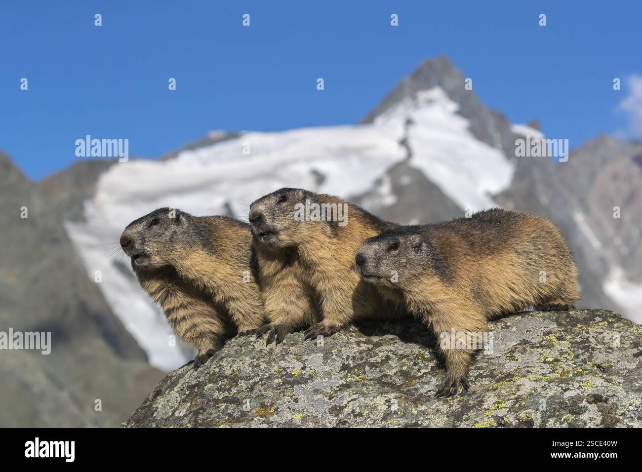 Group of Alpine Marmots, Marmota marmota, sideview portrait in early morning light ...