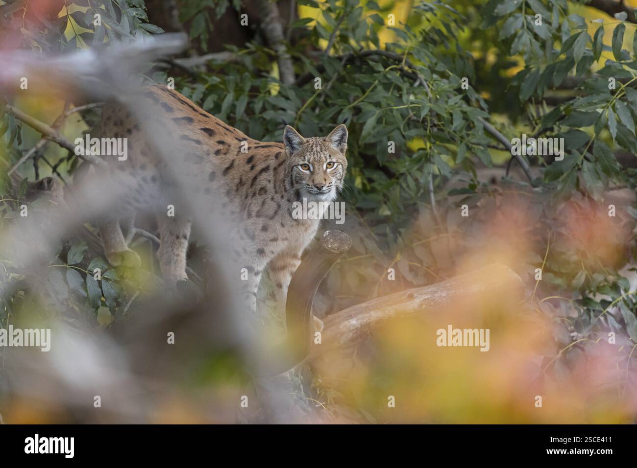 One Eurasian lynx, (Lynx lynx), standing on a fallen tree, . Side view ...