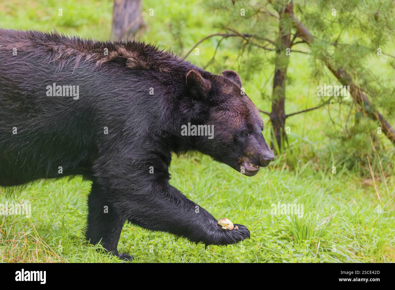 An American black bear (Ursus americanus), black bear or baribal stands ...