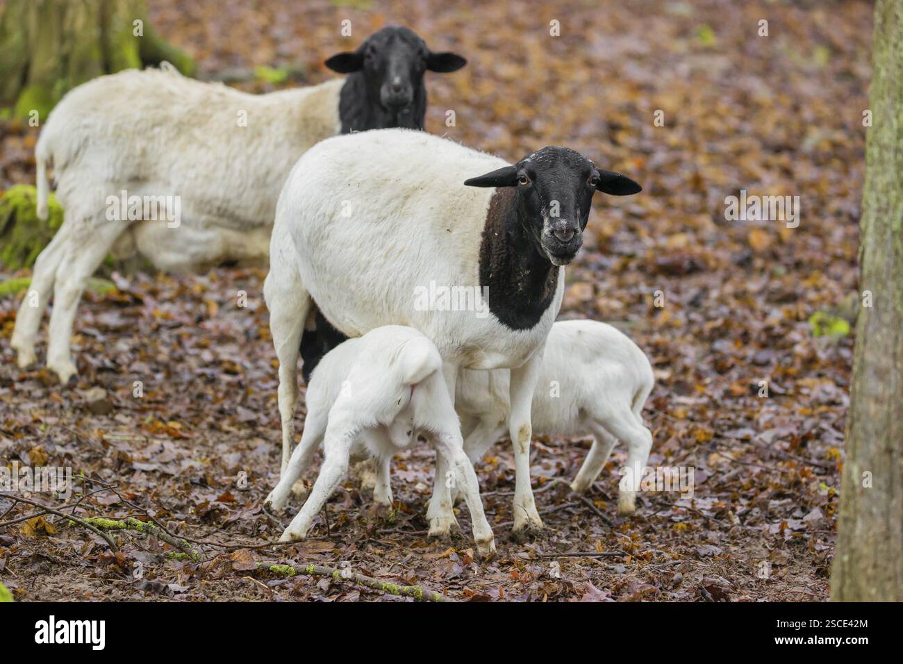 Two female Blackheaded Somali Sheep, Ovis aries, stand in an open ...