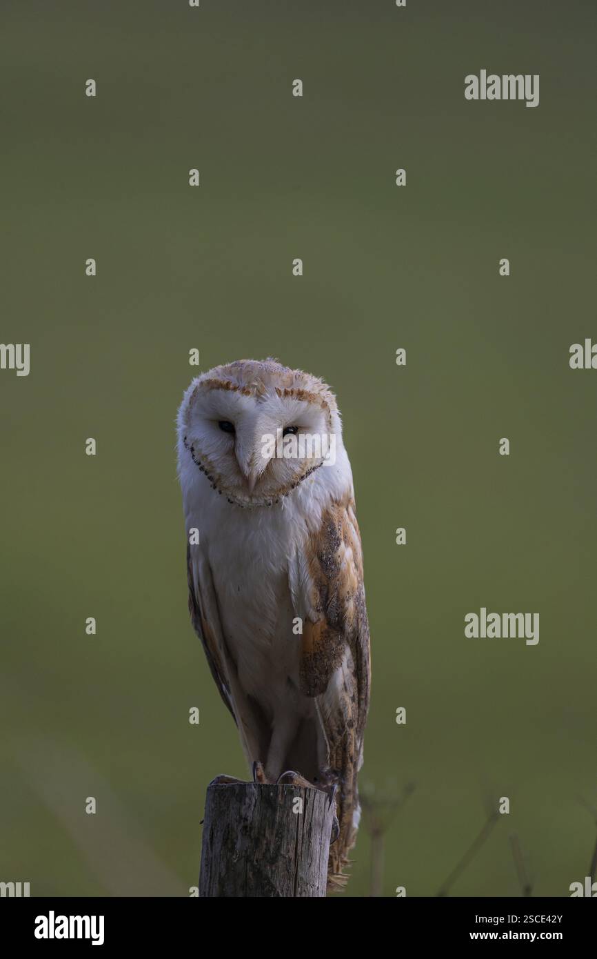 One barn owl (Tyto alba) sitting on a fence post in late evening light ...