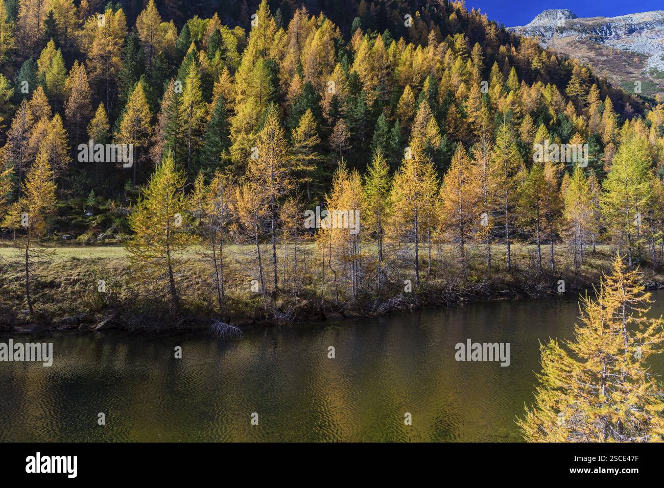Fall foliage seen from the Malta Hochalm road. Carithia, Austria ...