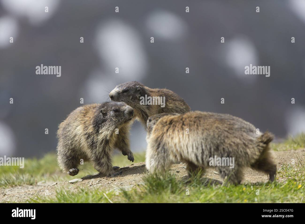 Three young Alpine Marmot, Marmota marmota, play fighting Stock Photo - Alamy