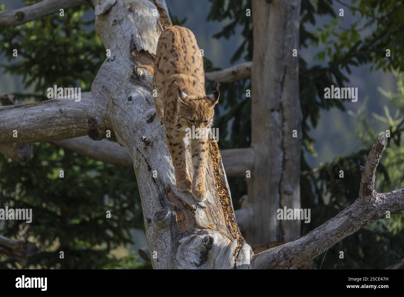 One Eurasian lynx, (Lynx lynx), walking down a fallen tree. Frontal ...