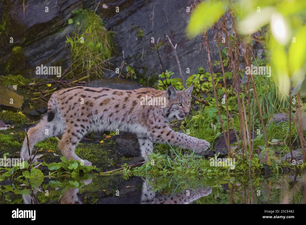 A Eurasian lynx, (Lynx lynx) runs between a small pond and a very small ...