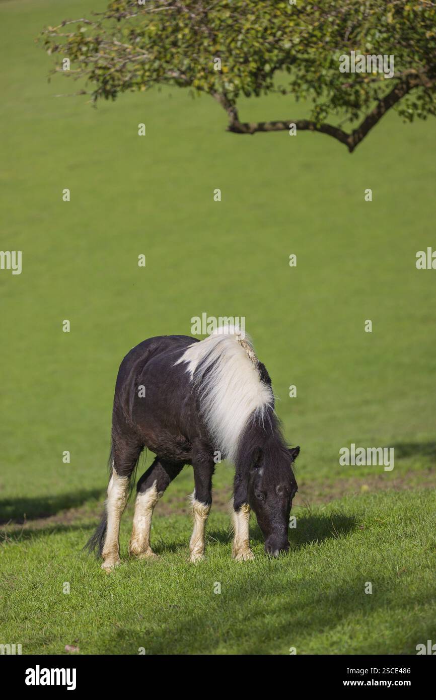 A pony (Equus ferus caballus) grazes on a green meadow on hilly ground ...