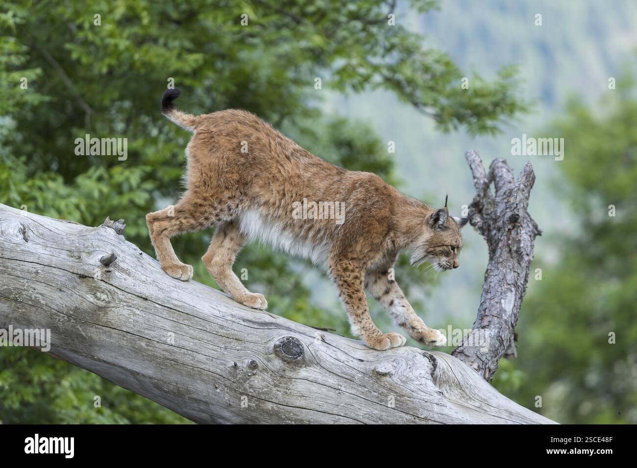One Eurasian lynx, (Lynx lynx), walking down on a fallen tree. Side ...