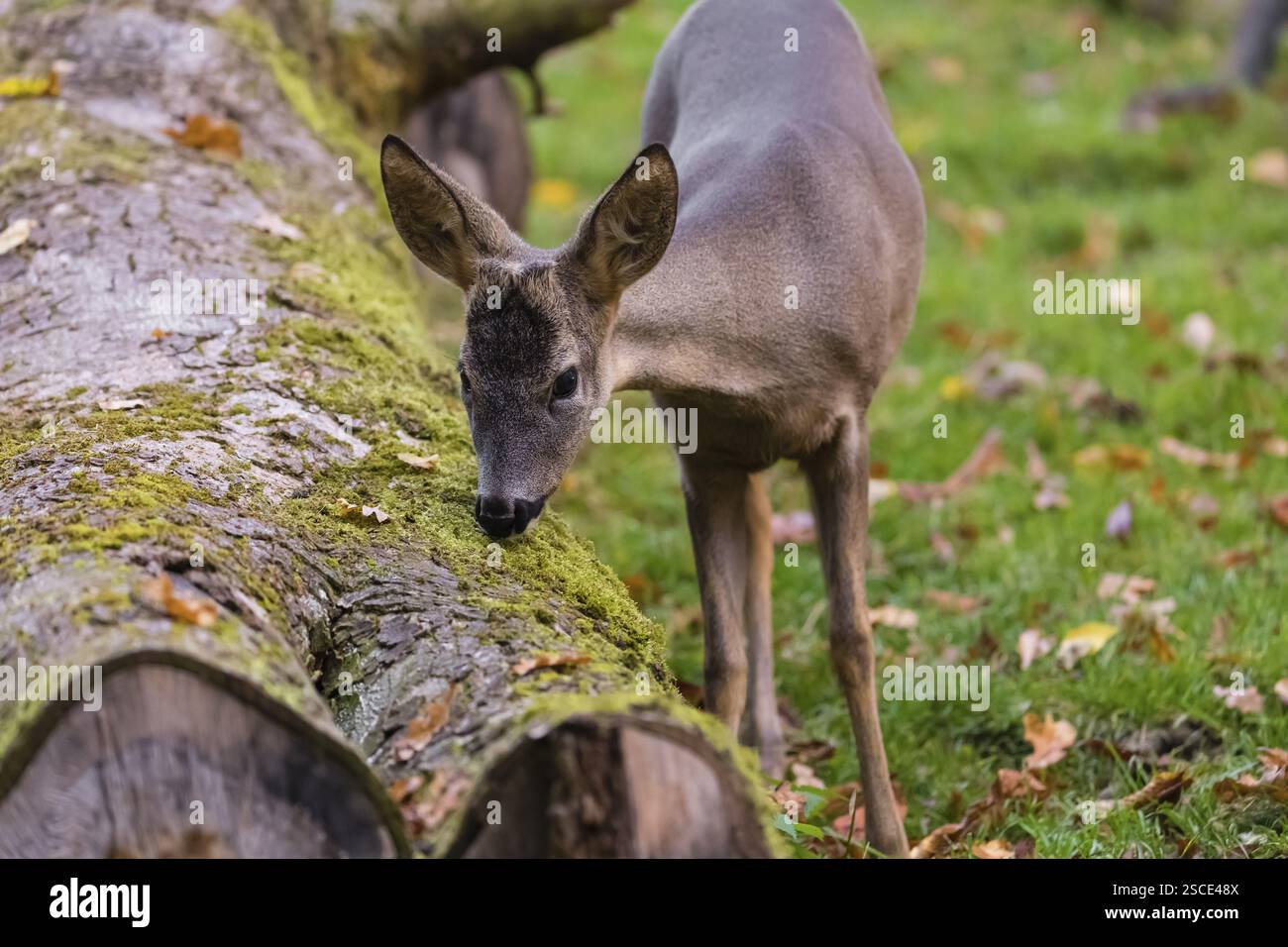 One female Roe Deer, (Capreolus capreolus), nibbles moss from dead ...