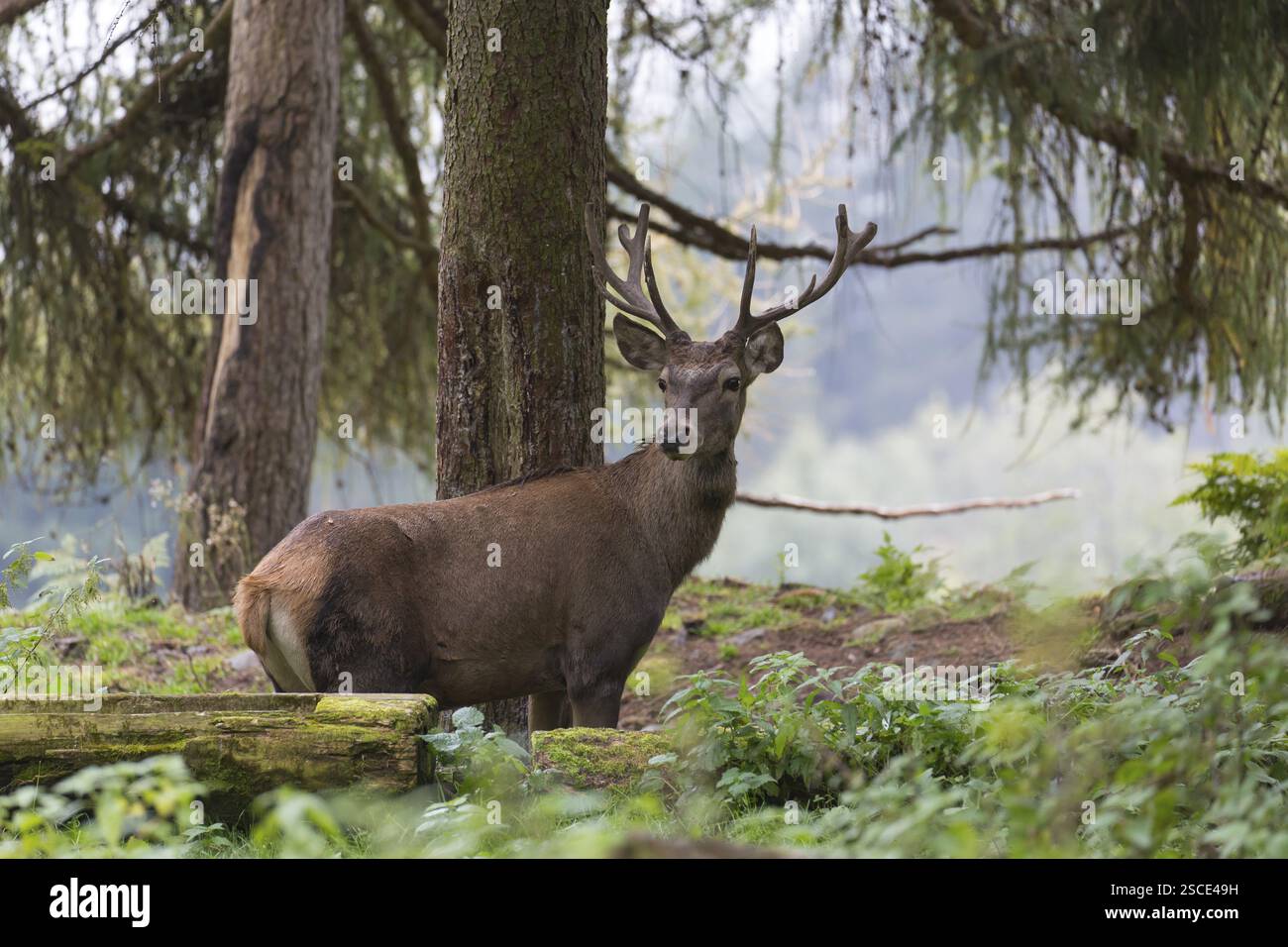 Young red deer buck with small antlers in a forest Stock Photo - Alamy