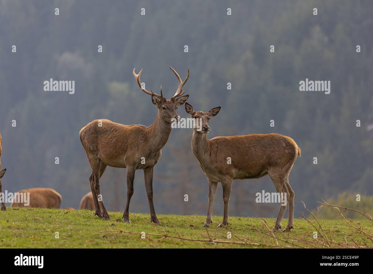 One young Red Deer buck (Cervus elaphus) and doe standing on a green ...