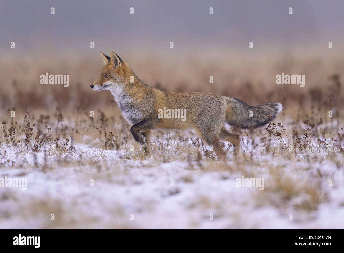 Red fox (Vulpes vulpes), foraging in a meadow covered with snow, biosphere reserve, Swabian Alb ...