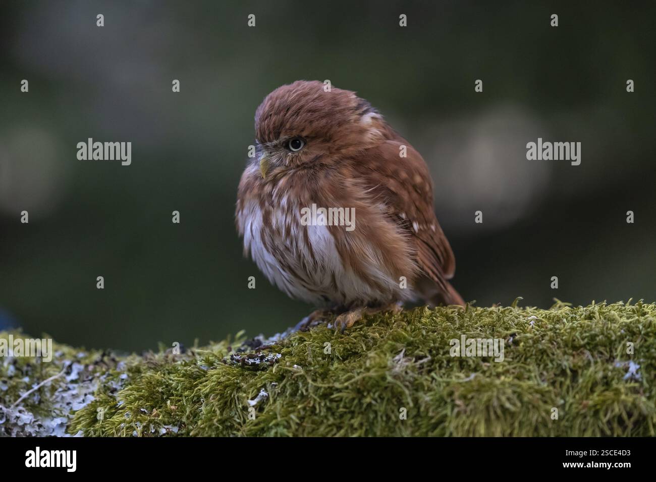 One East Brazilian pygmy owl (Glaucidium minutissimum), also known as ...