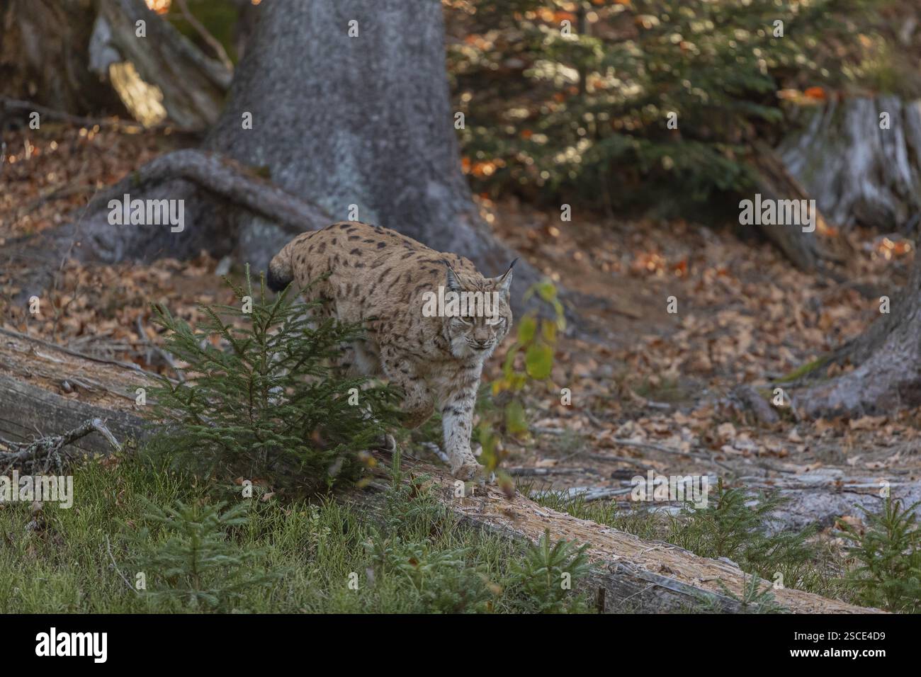 One Eurasian lynx, (Lynx lynx), walking on a fallen tree. Side view ...