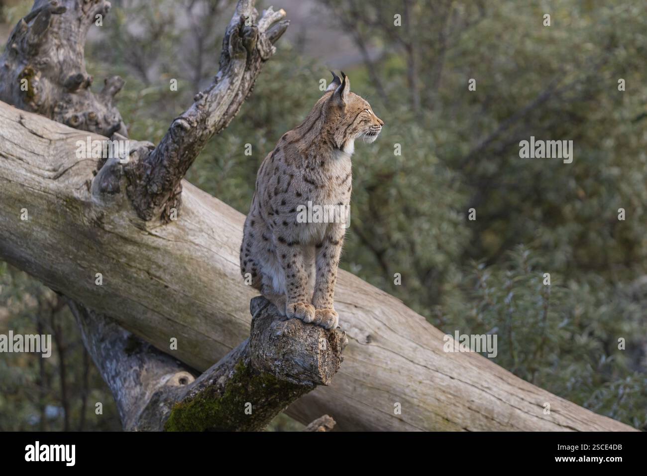 One Eurasian lynx, (Lynx lynx), sitting on a dead tree. Frontal view ...