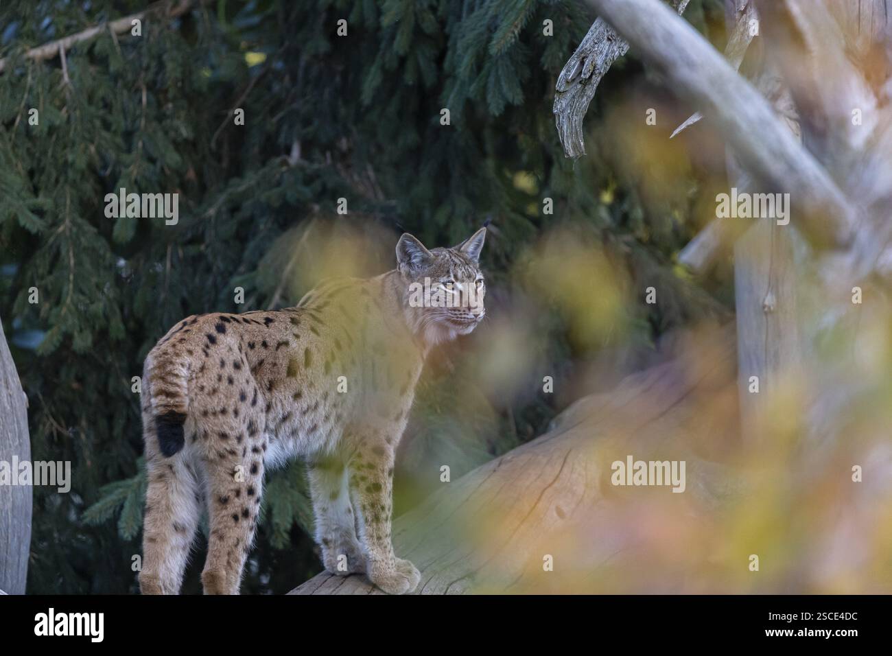 One Eurasian lynx, (Lynx lynx), walking on a fallen tree. Side view ...
