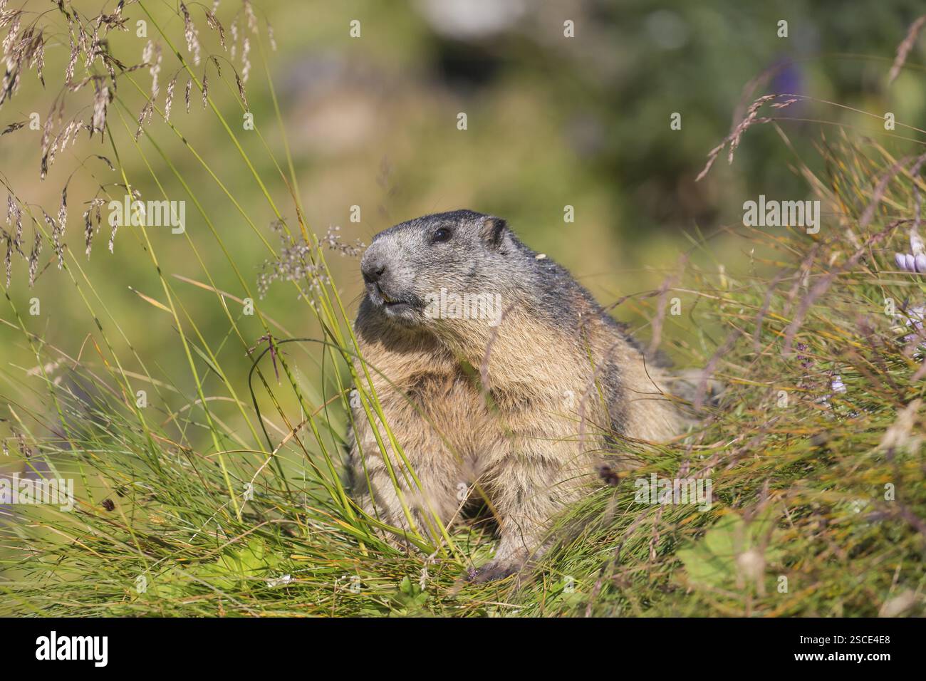 One adult Alpine Marmot, Marmota marmota, sitting in green grass in late light Stock Photo - Alamy