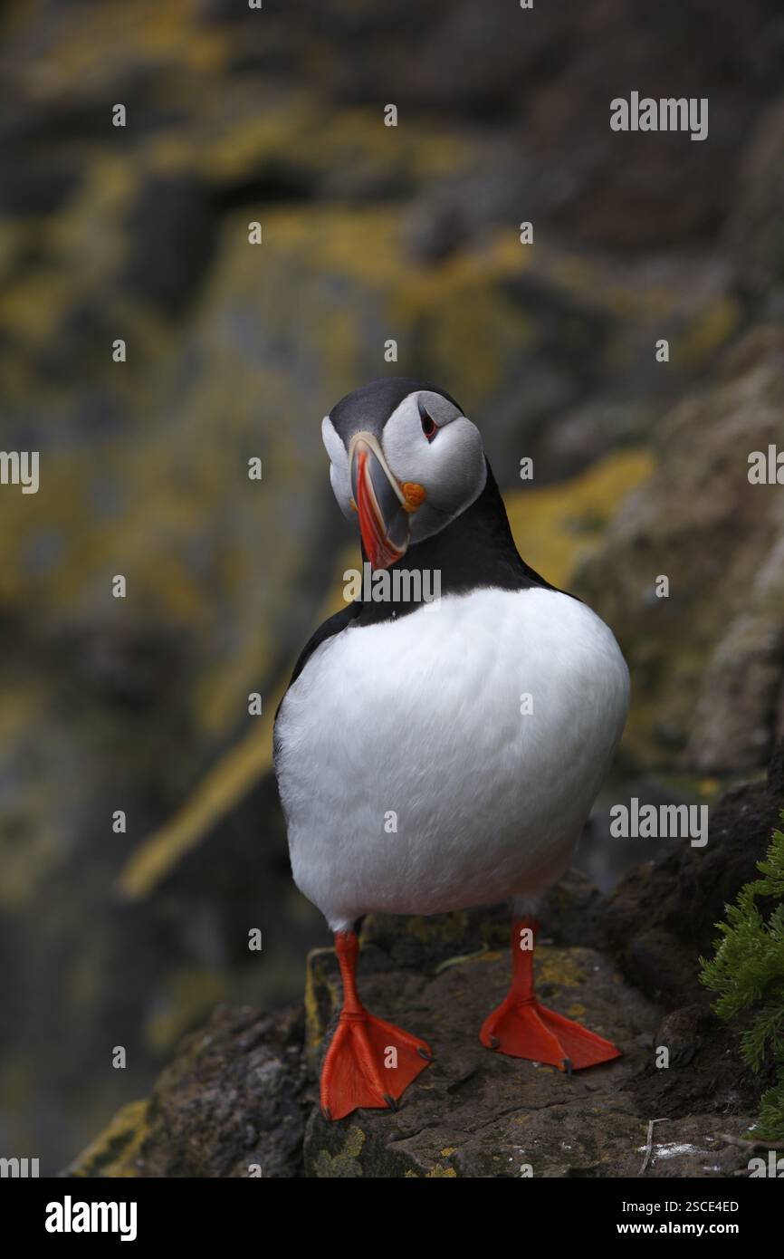 Atlantic Puffin, Common Puffin. Fratercula arctica, at the cliffs of ...