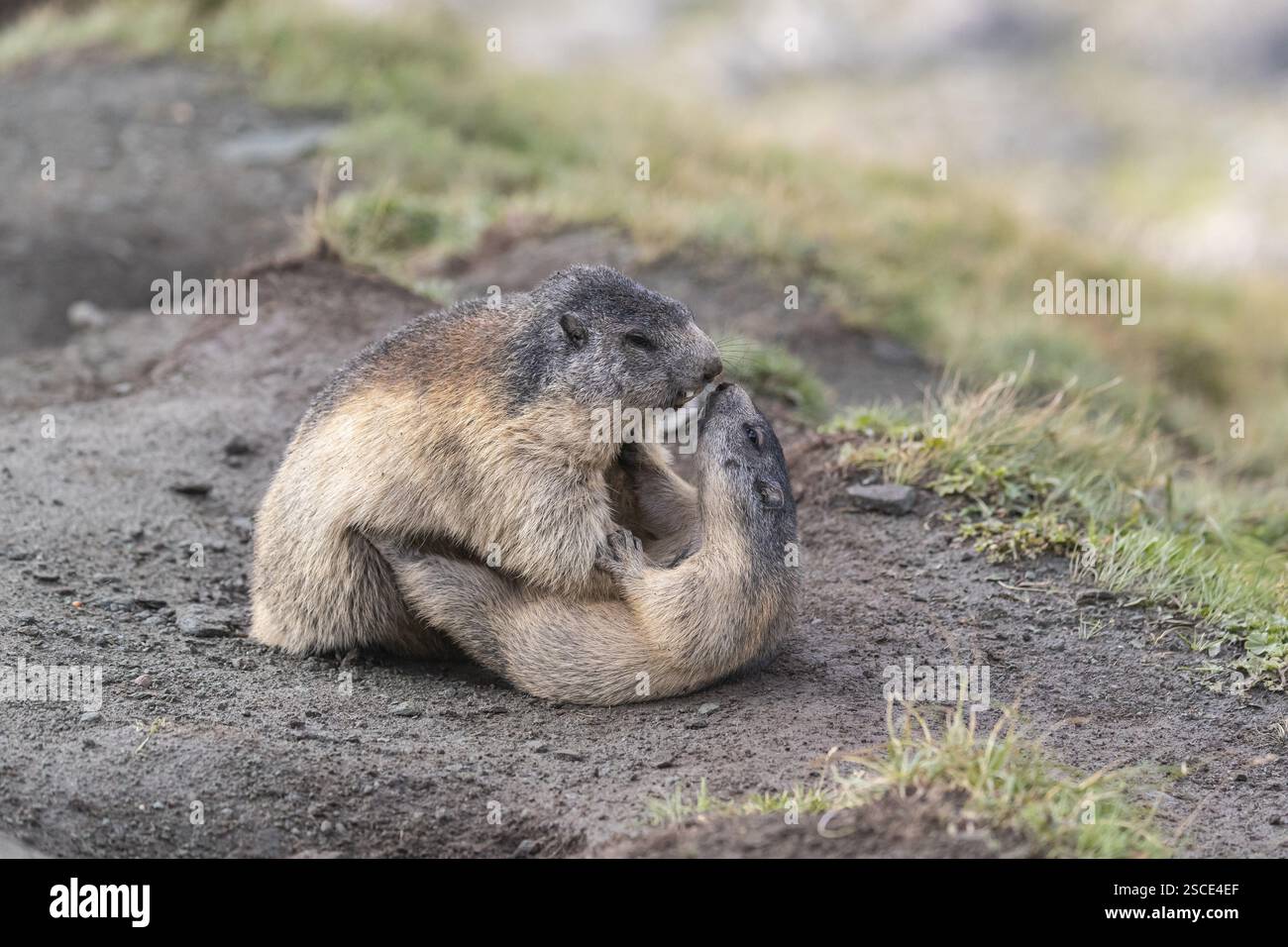 Two adult Alpine Marmots, Marmota marmota, play fighting. A mountain wall in the distant ...