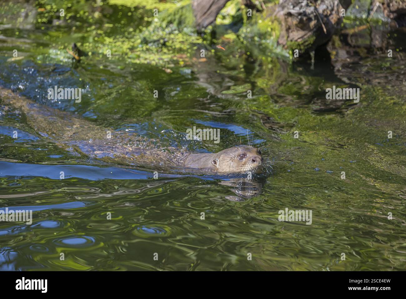 One giant otter or giant river otter (Pteronura brasiliensis) swimming ...