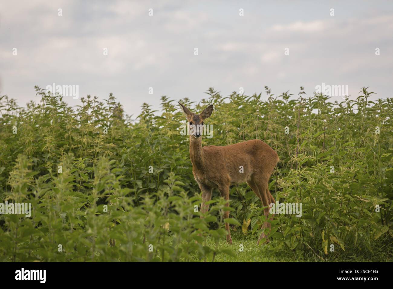 One female Roe Deer, (Capreolus capreolus), standing in a thicket of stinging nettle Stock Photo ...