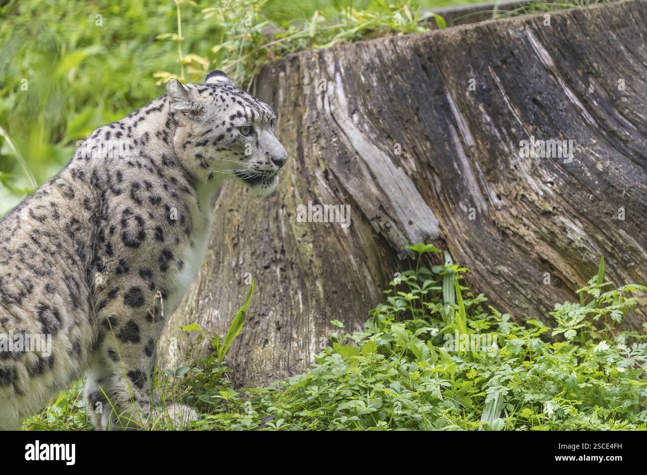 One adult snow leopard (Panthera uncia) sitting in front of a tree ...