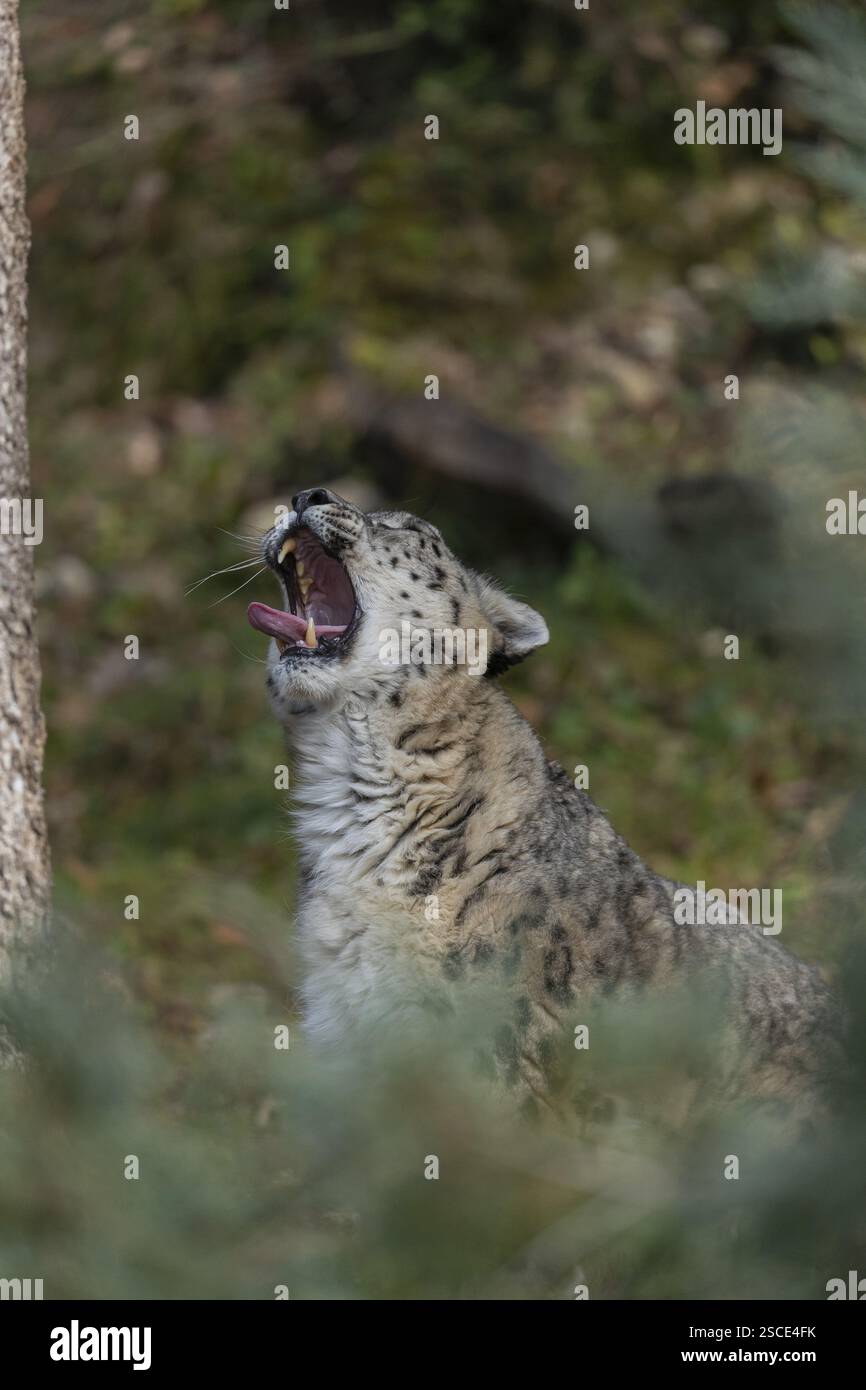One adult snow leopard (Panthera uncia) sitting next to a tree on hilly ...