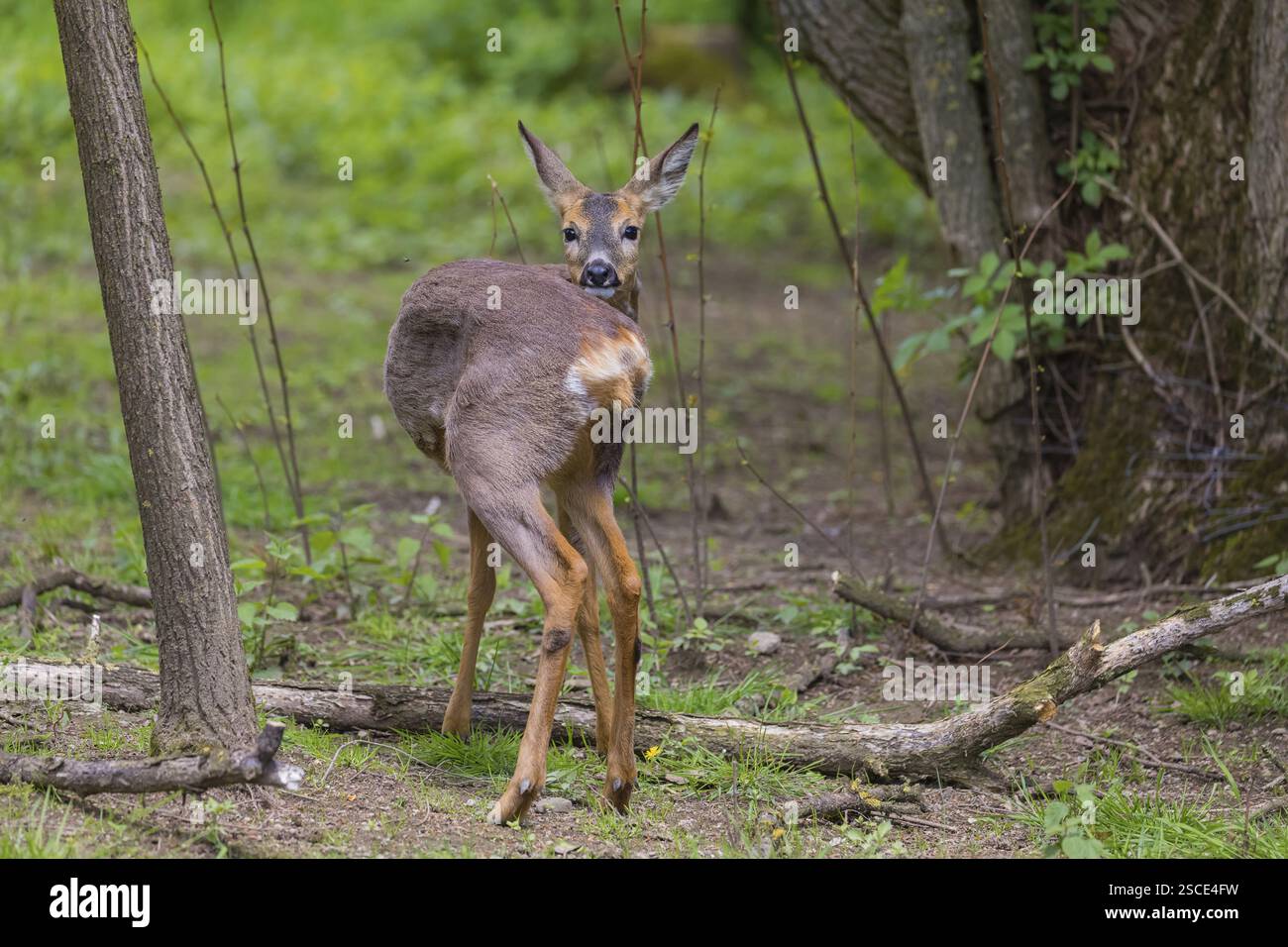 One female Roe Deer, (Capreolus capreolus), stands on a meadow at a forest edge Stock Photo - Alamy