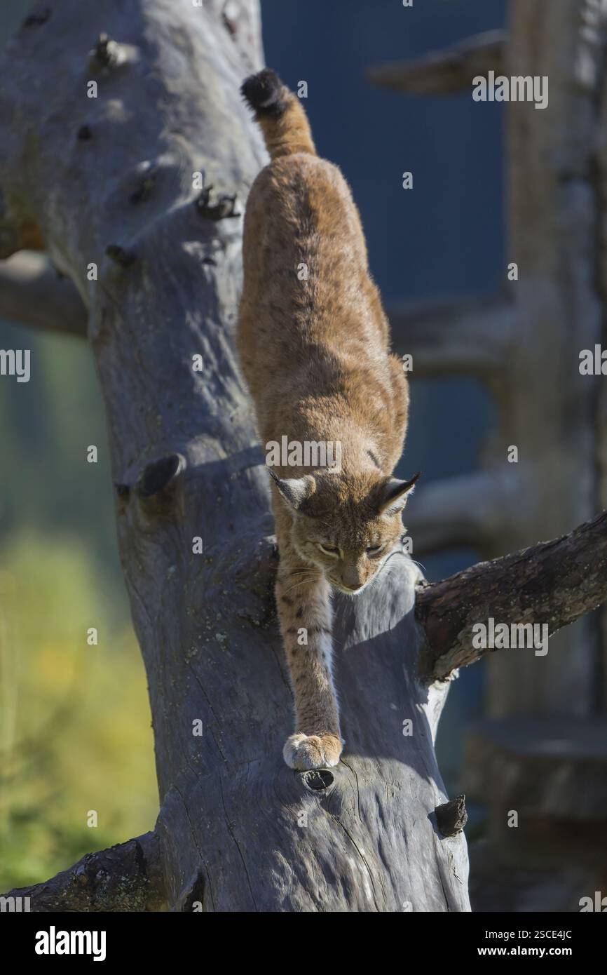 One Eurasian lynx, (Lynx lynx), walking over fallen dead tree with a ...