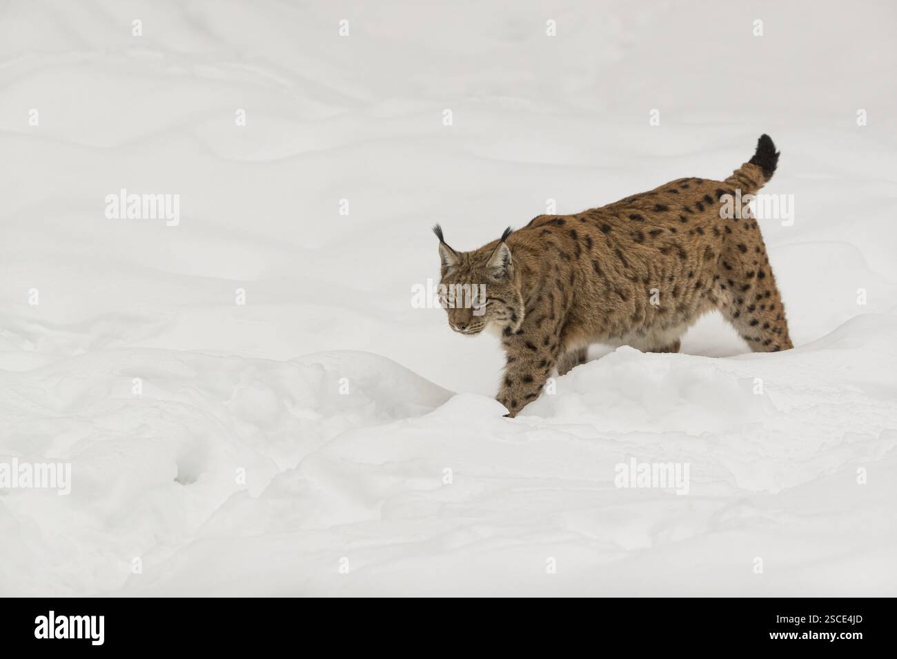 One Eurasian lynx, (Lynx lynx), walking over a snow covered opening in ...