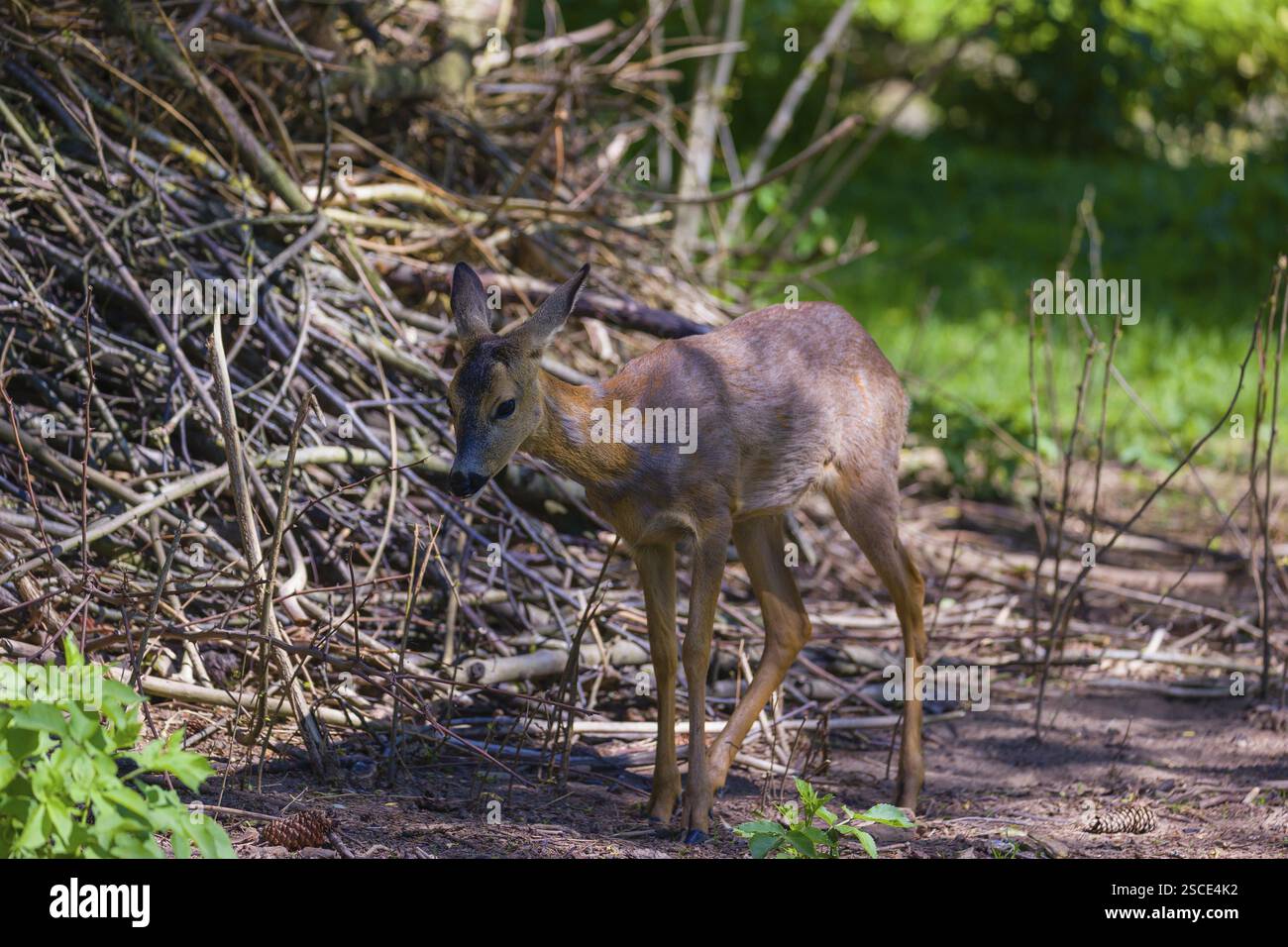 One young female Roe Deer, (Capreolus capreolus), stands on a meadow next to a pile of twigs and ...