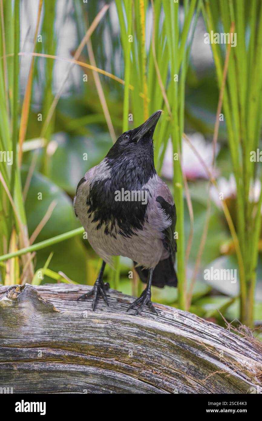 An adult hooded crow (Corvus cornix), sits on a branch in a garden pond ...