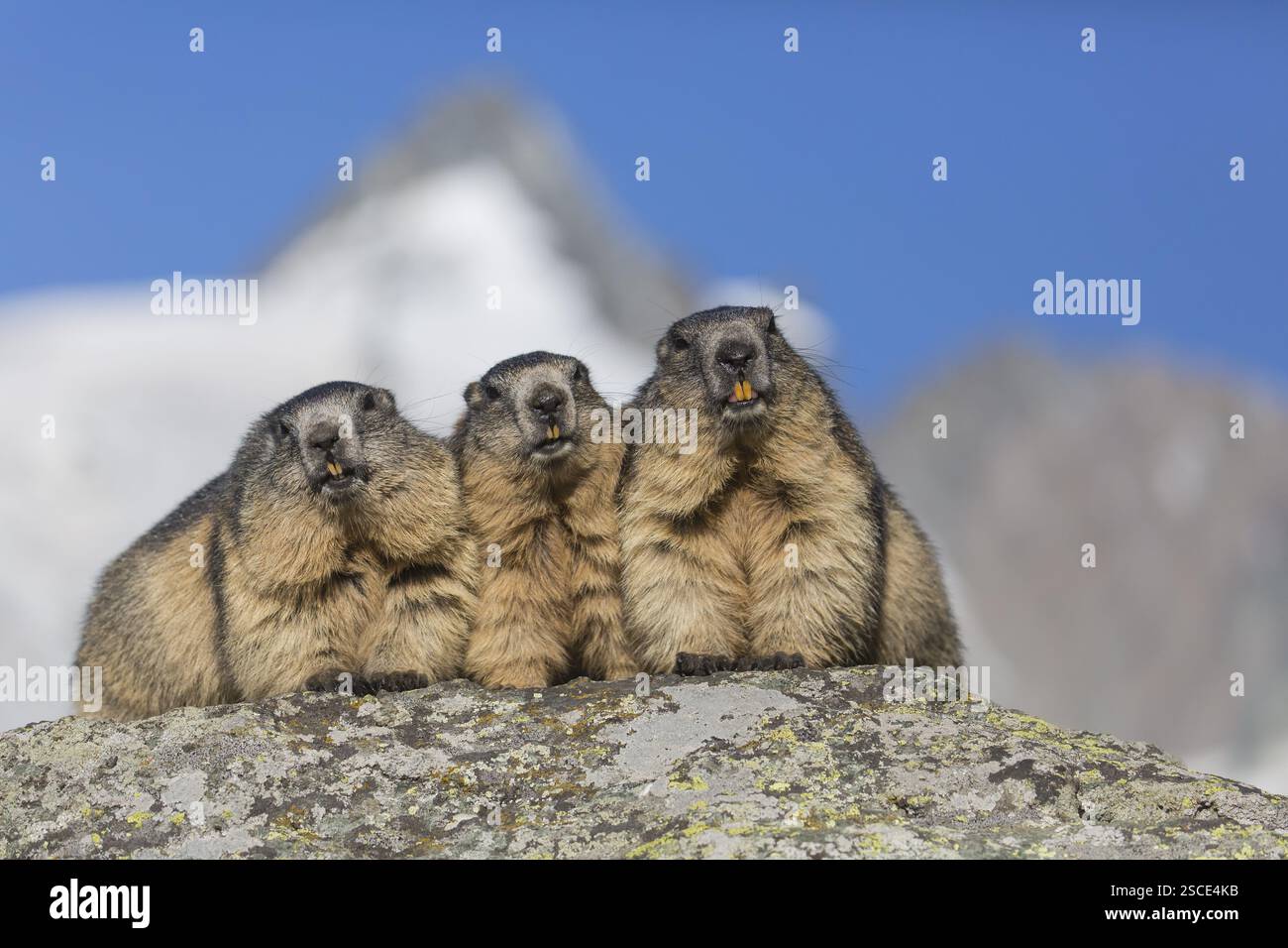Three adult Alpine Marmot, Marmota marmota, sitting in front of the ...
